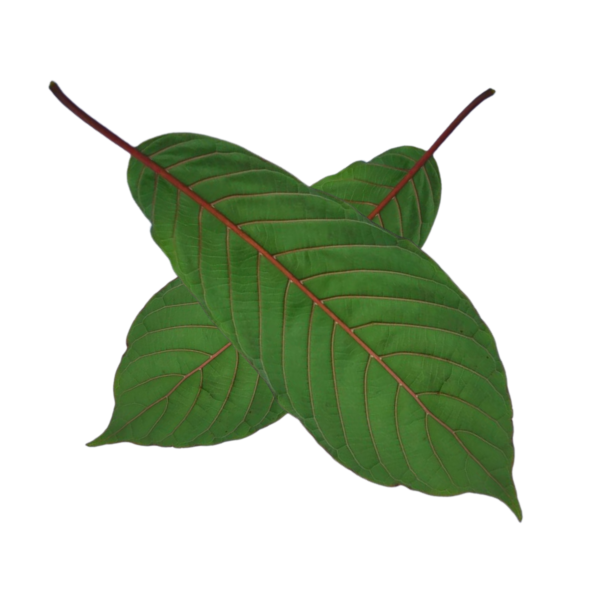 Red Fermented Powdered Leaf - Wildcraft Herb Company
